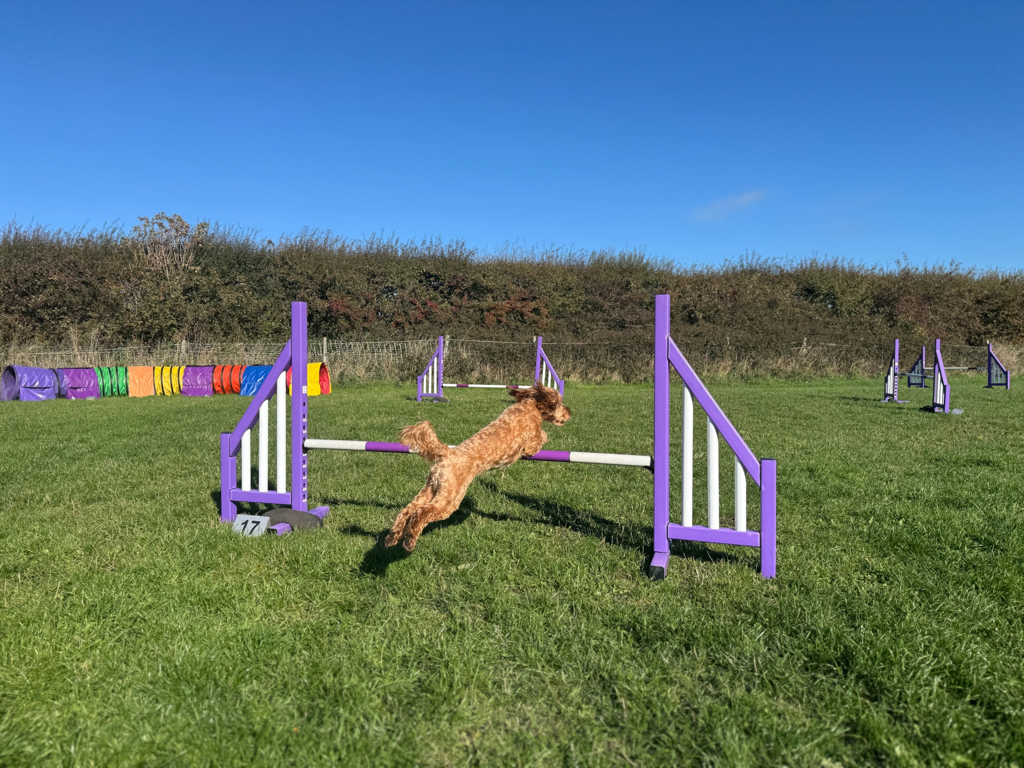What Is Dog Agility? How I Got Started and Why You’ll Love It Too ...