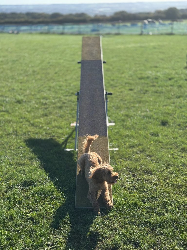 What Is Dog Agility? How I Got Started and Why You’ll Love It Too ...