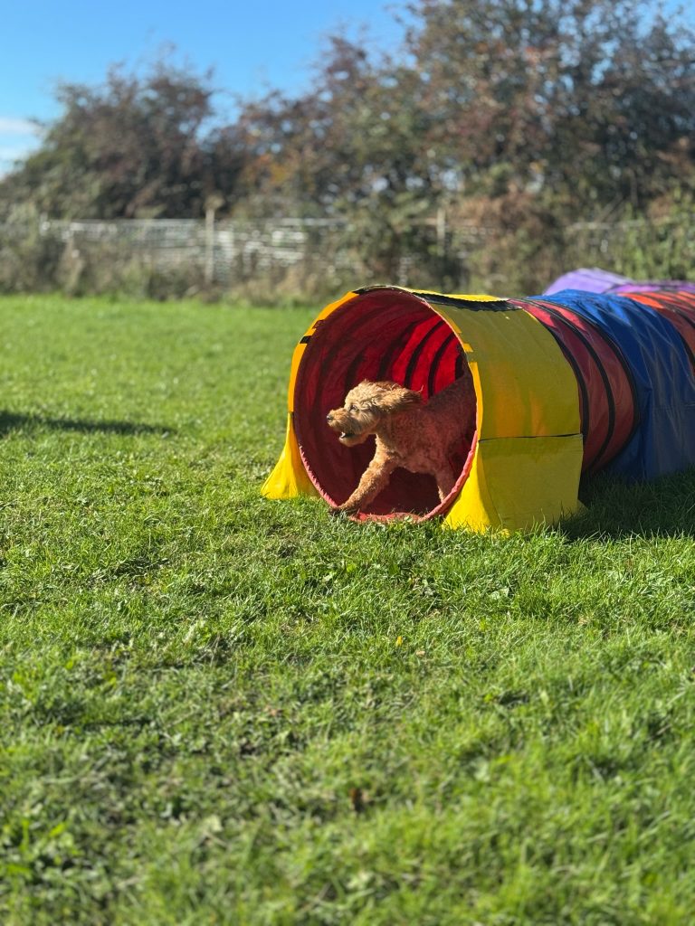 What to Expect at Your Dog’s First Agility Show (And How We Handled It ...